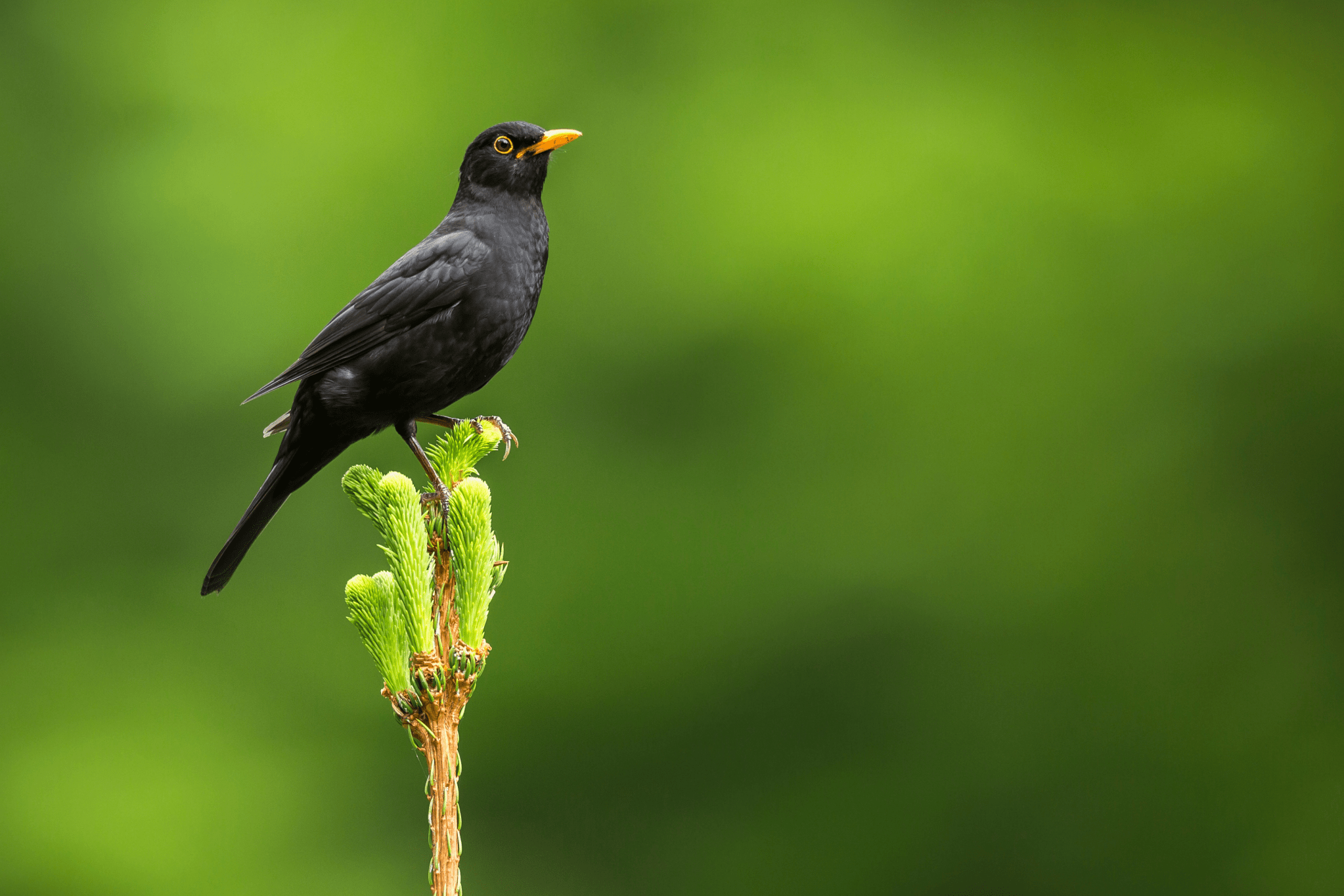 Poem of the Week: Thirteen Ways of Looking at a Blackbird – Kimberly O ...